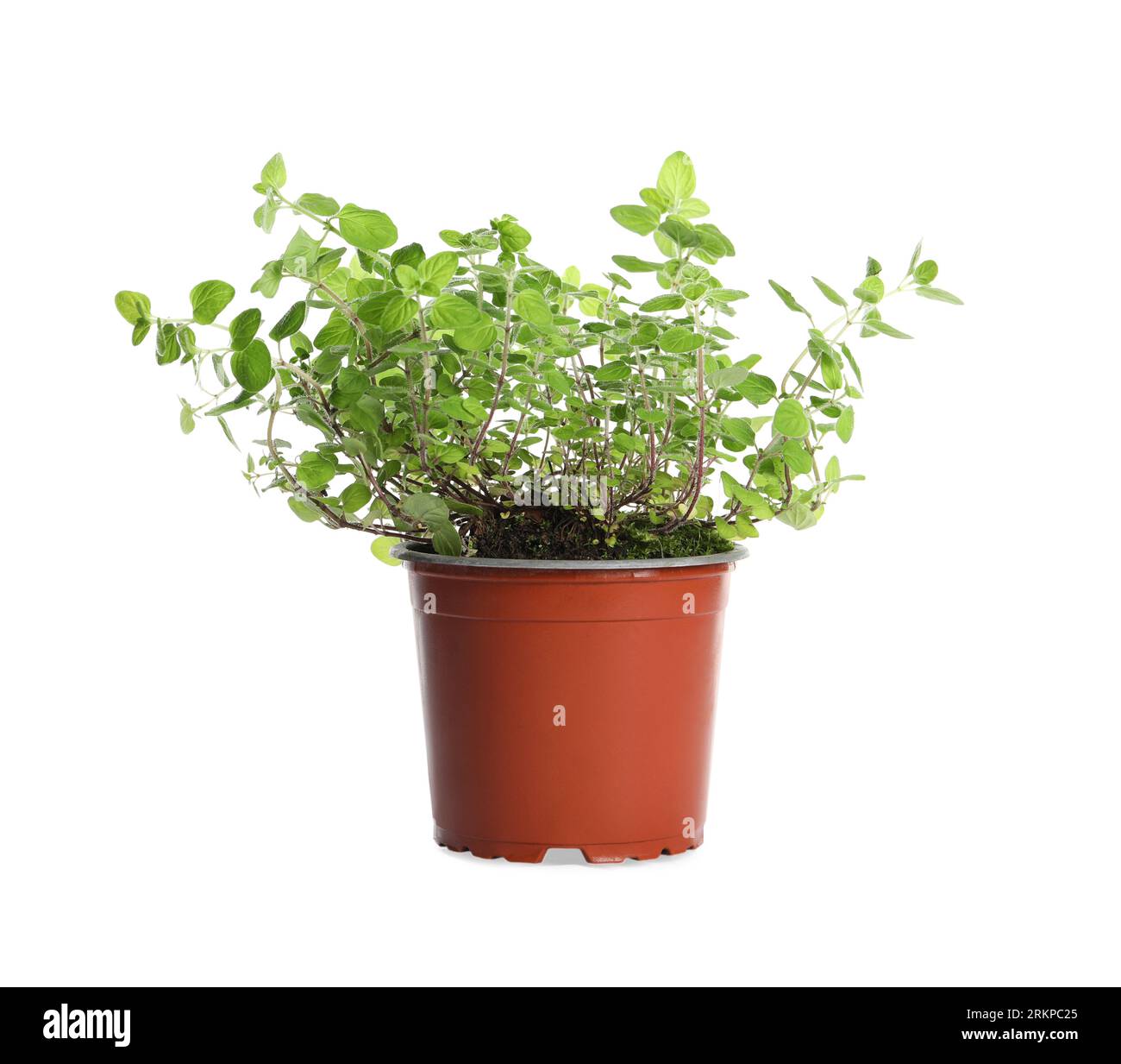 Aromatic green potted oregano isolated on white Stock Photo - Alamy
