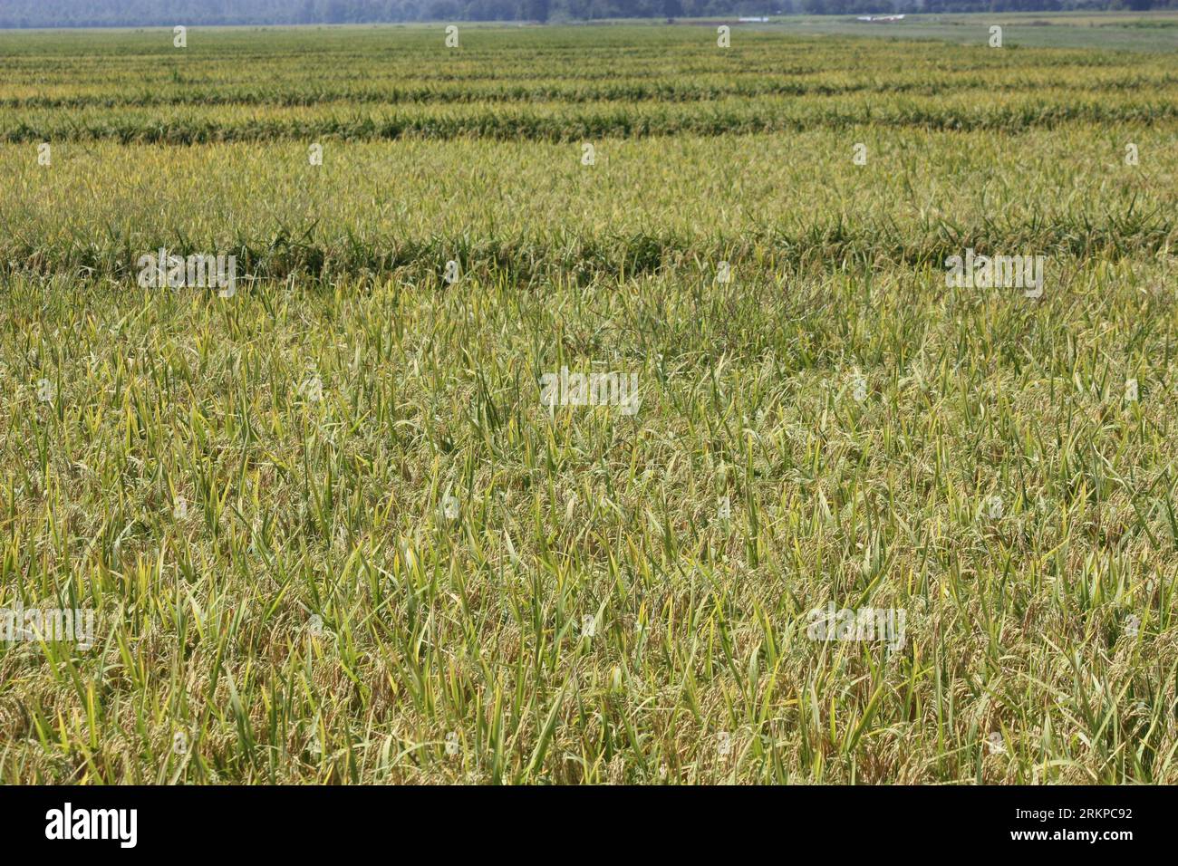 SOUTH ARKANSAS RICE FIELD Stock Photo - Alamy