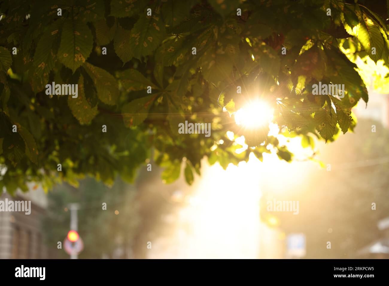 Sun shining through tree branches hi-res stock photography and images ...