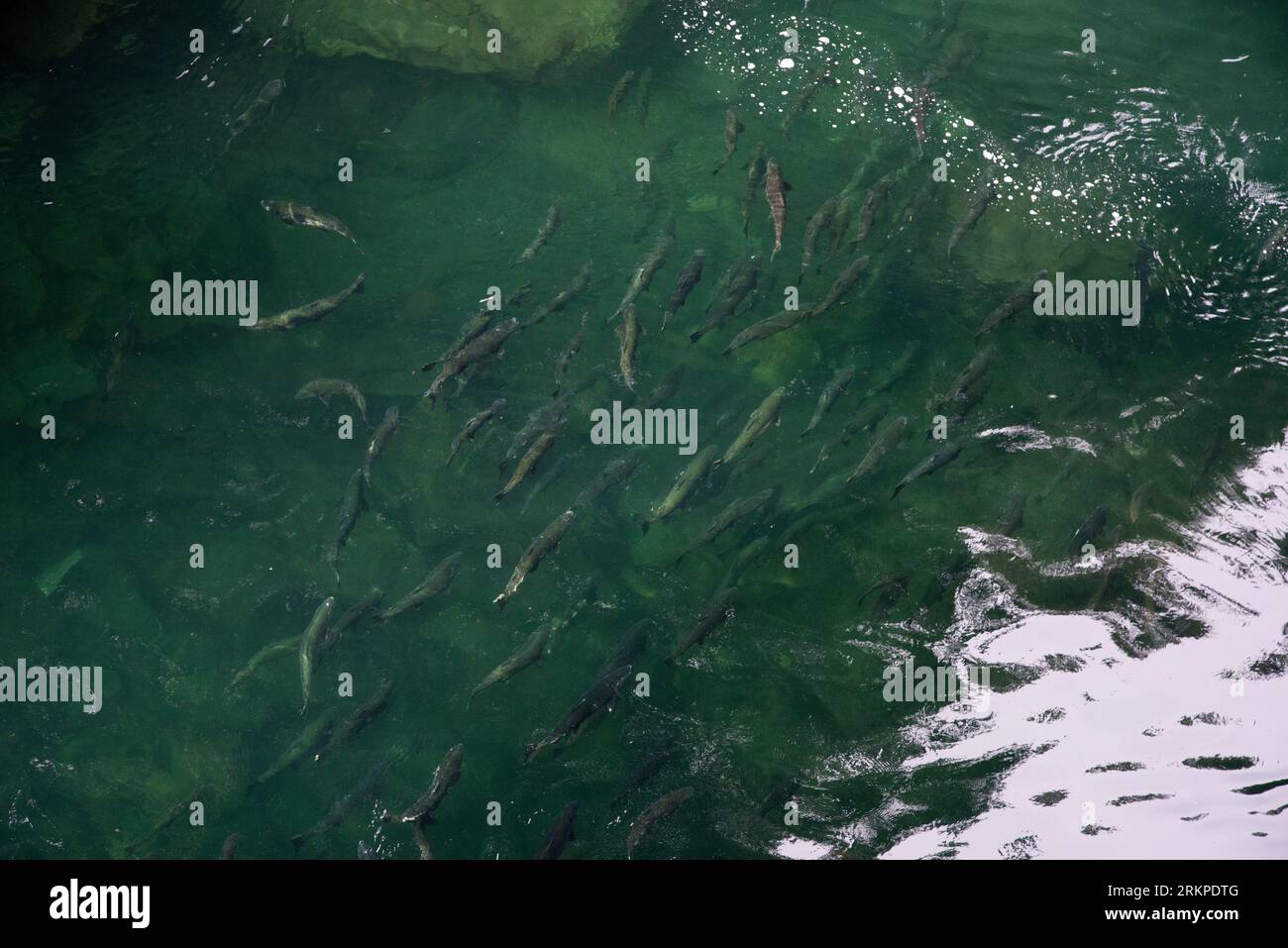 Coho salmon resting in still water of Stamp River which is a major ...