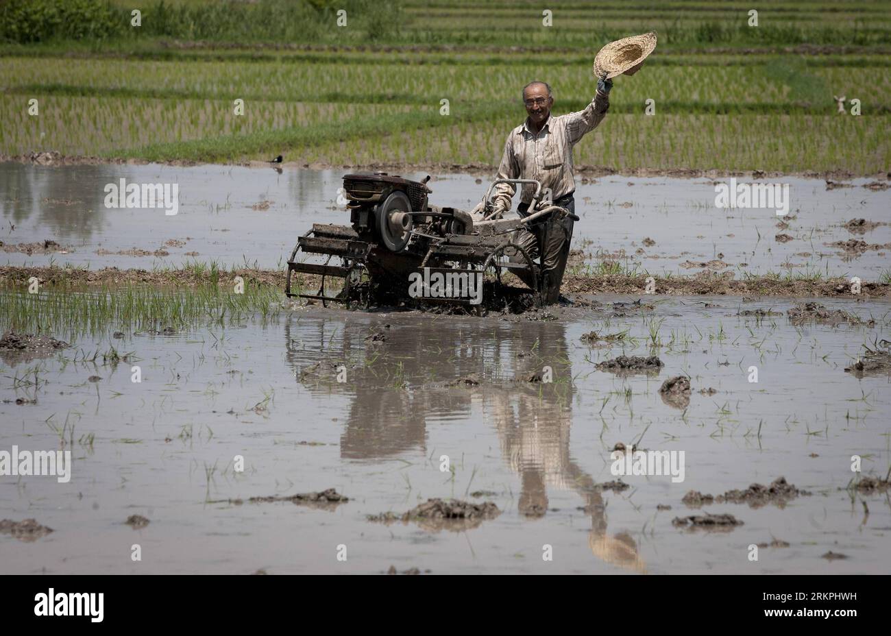 Iran rice field hi-res stock photography and images - Alamy