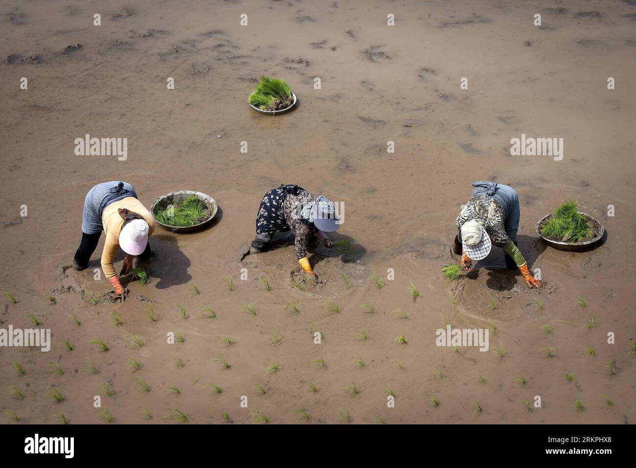 Iran rice field hi-res stock photography and images - Alamy