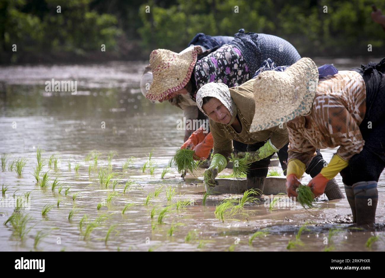 Iran rice field hi-res stock photography and images - Alamy