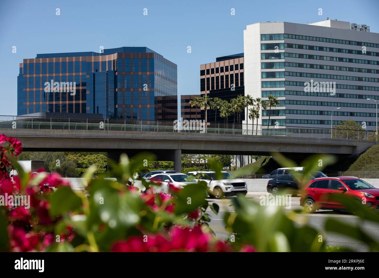 Afternoon sun shines on a palm framed view of the downtown skyline of ...