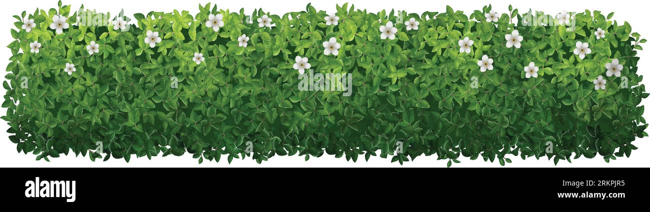 Realistic green bush hedge with white flowers vector illustration Stock ...