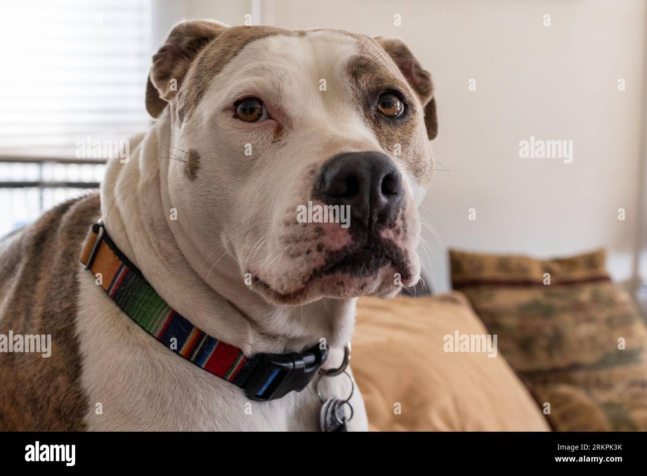 Close-up portrait of a dog with hazel eyes with a concerned look Stock ...