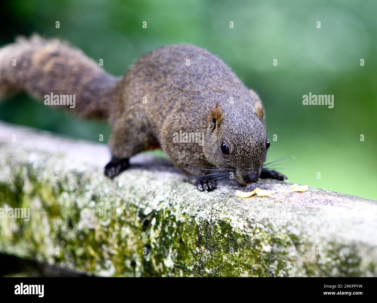 Bildnummer: 58045013 Datum: 29.05.2012 Copyright: imago/Xinhua (120529 ...