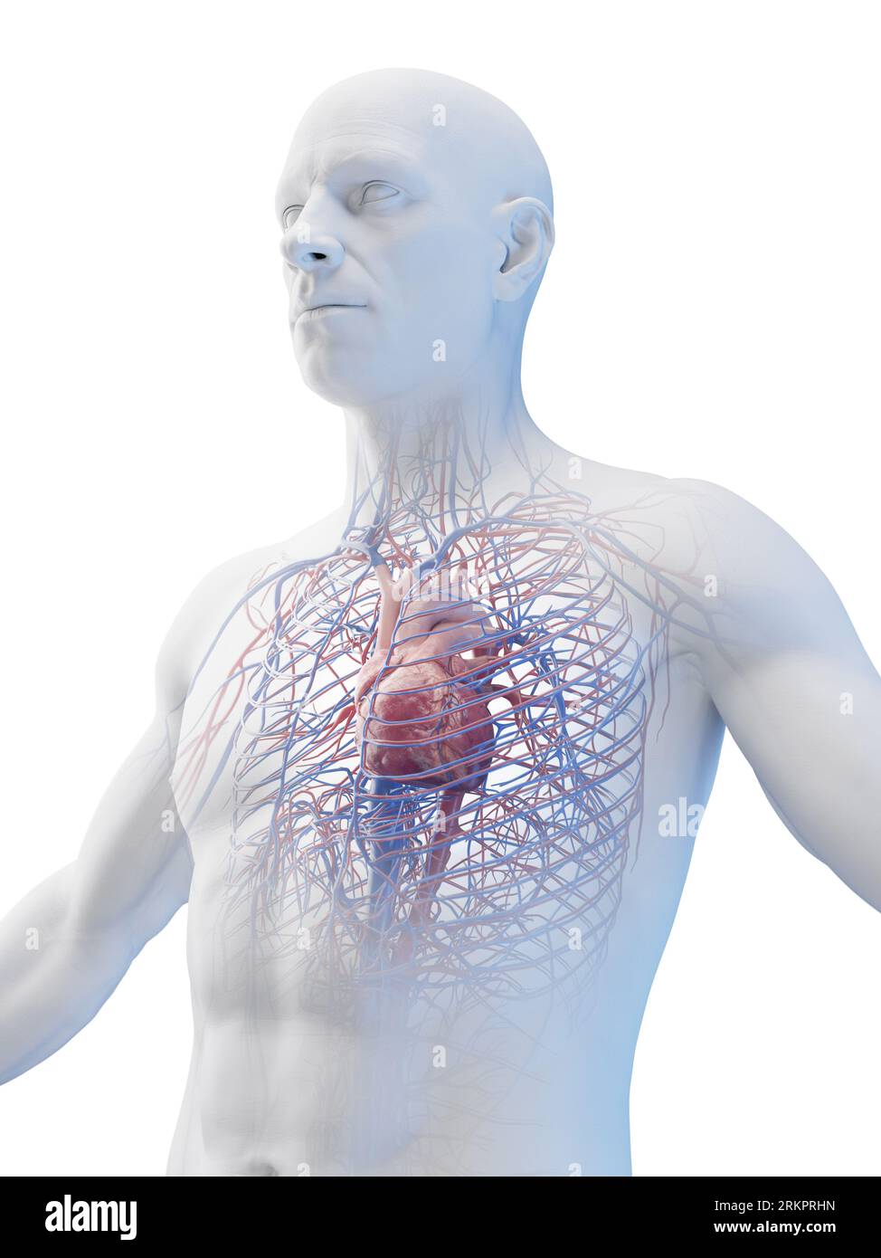 Cardiac apex hi-res stock photography and images - Alamy