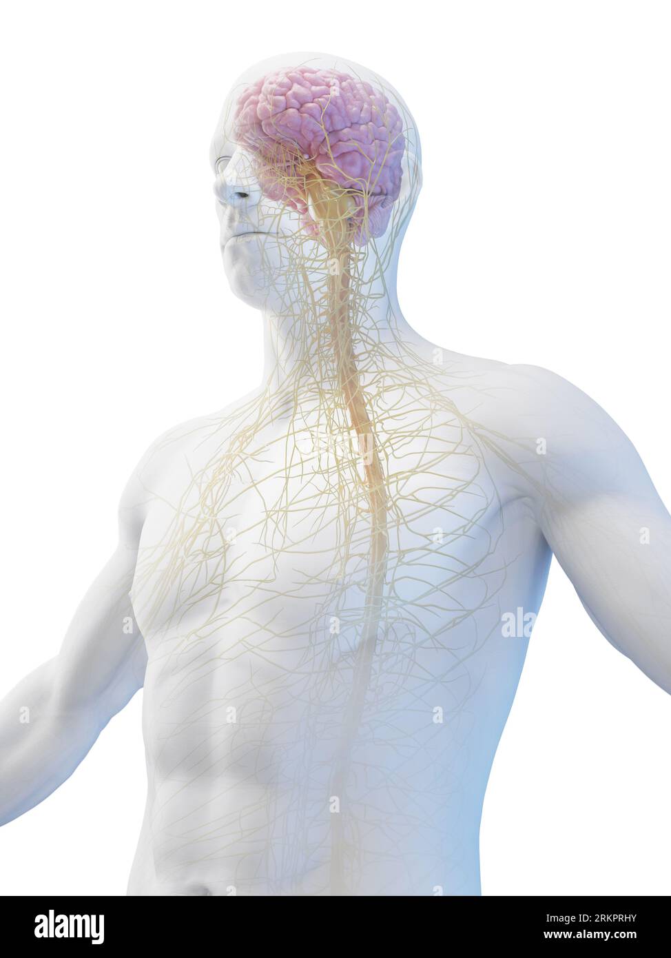 Nervous system, illustration Stock Photo - Alamy
