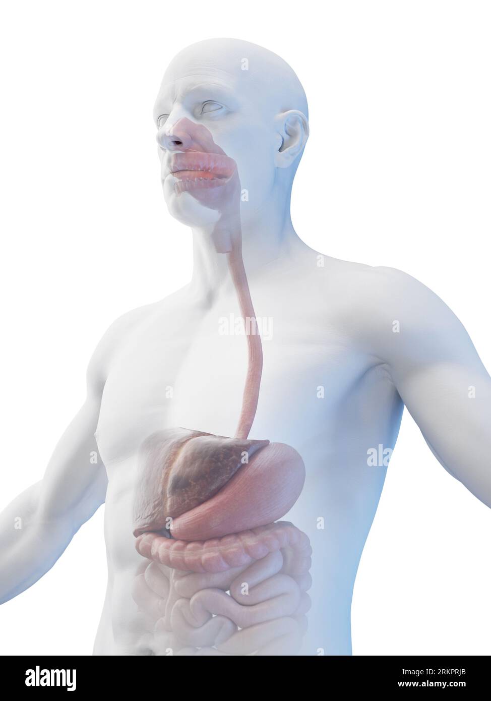 Digestive tract, illustration Stock Photo - Alamy