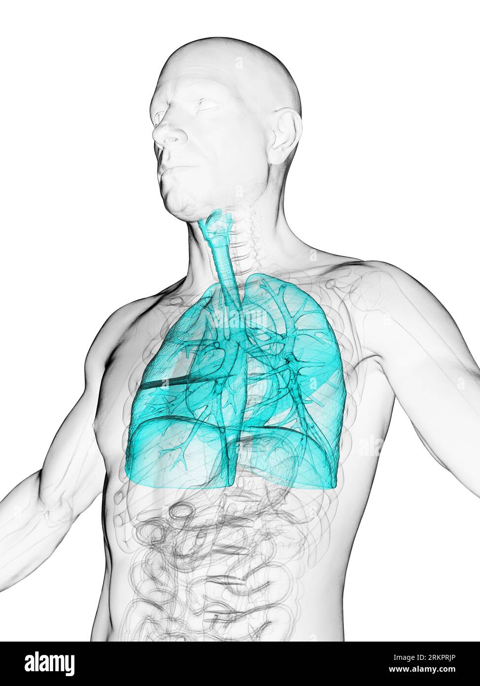 Respiratory system, illustration Stock Photo - Alamy
