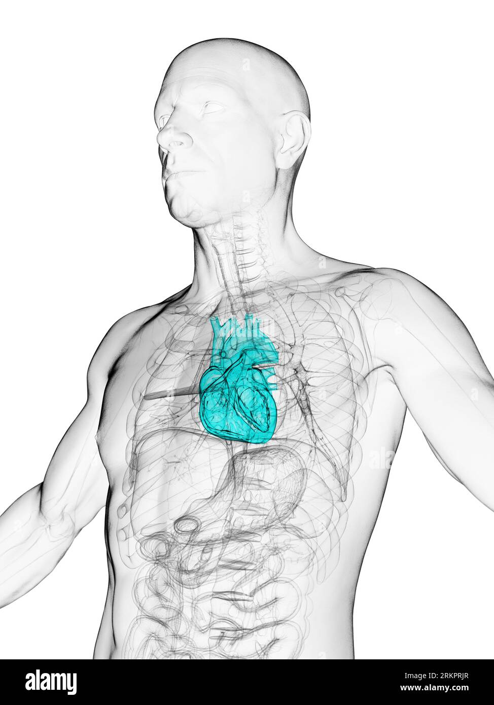 Cardiac apex hi-res stock photography and images - Alamy