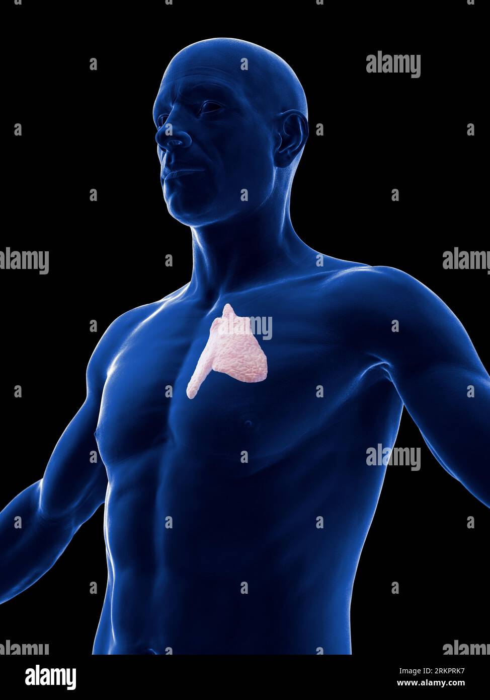 Thymus gland, illustration Stock Photo - Alamy