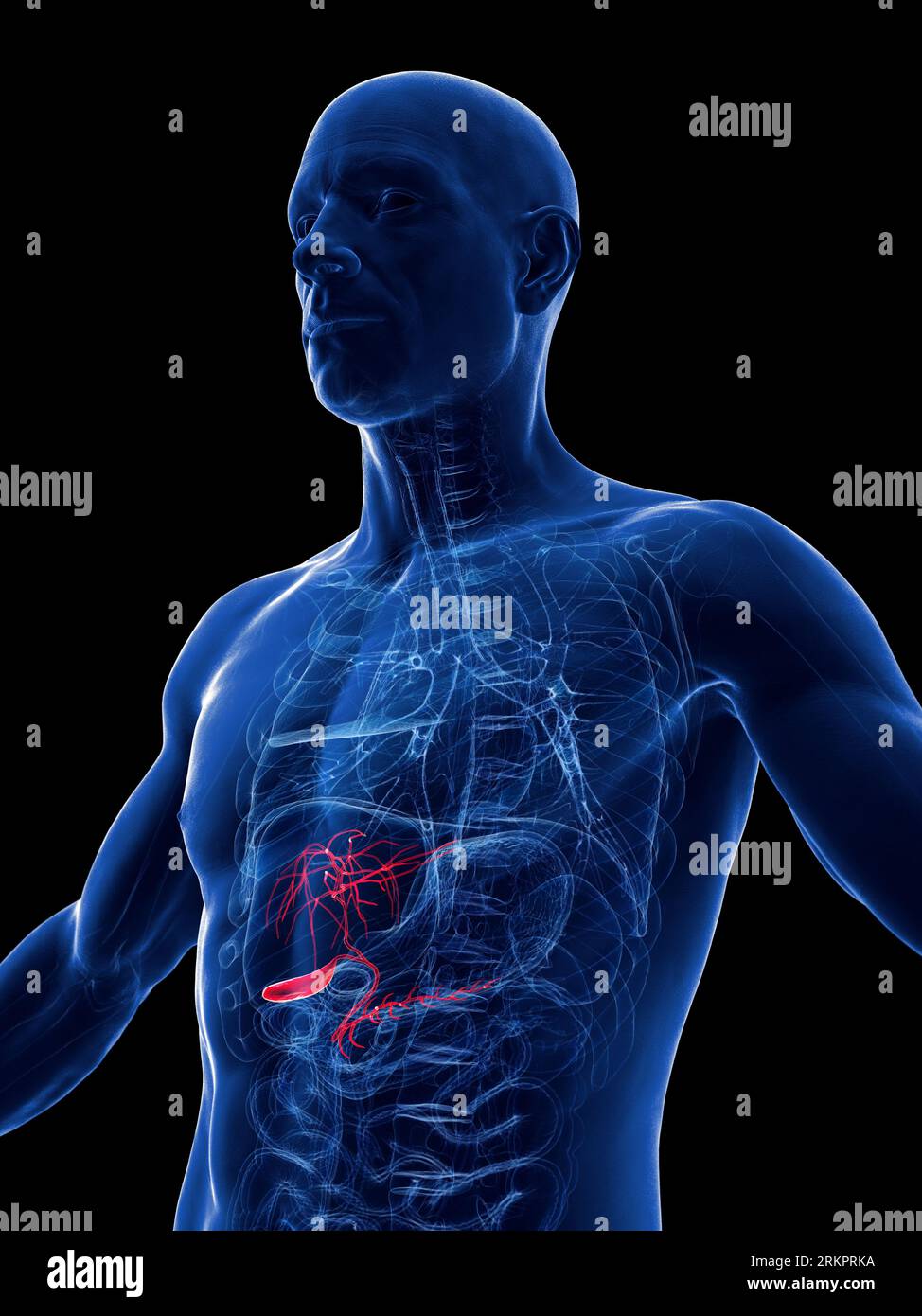 Gall bladder human transparent organ hi-res stock photography and ...