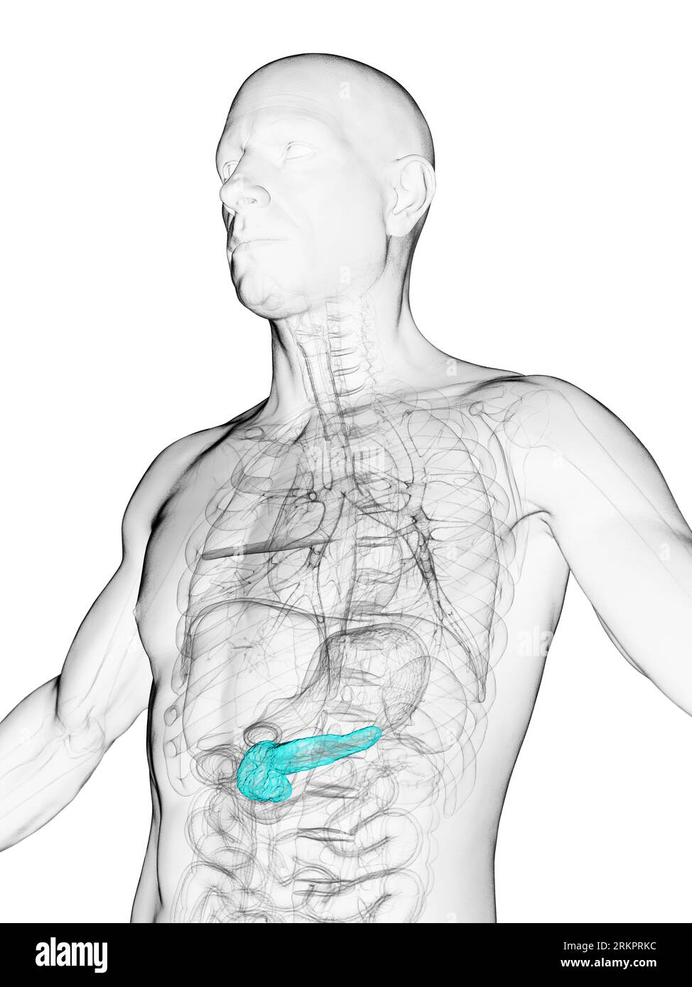 Pancreas exocrine and endocrine hi-res stock photography and images - Alamy