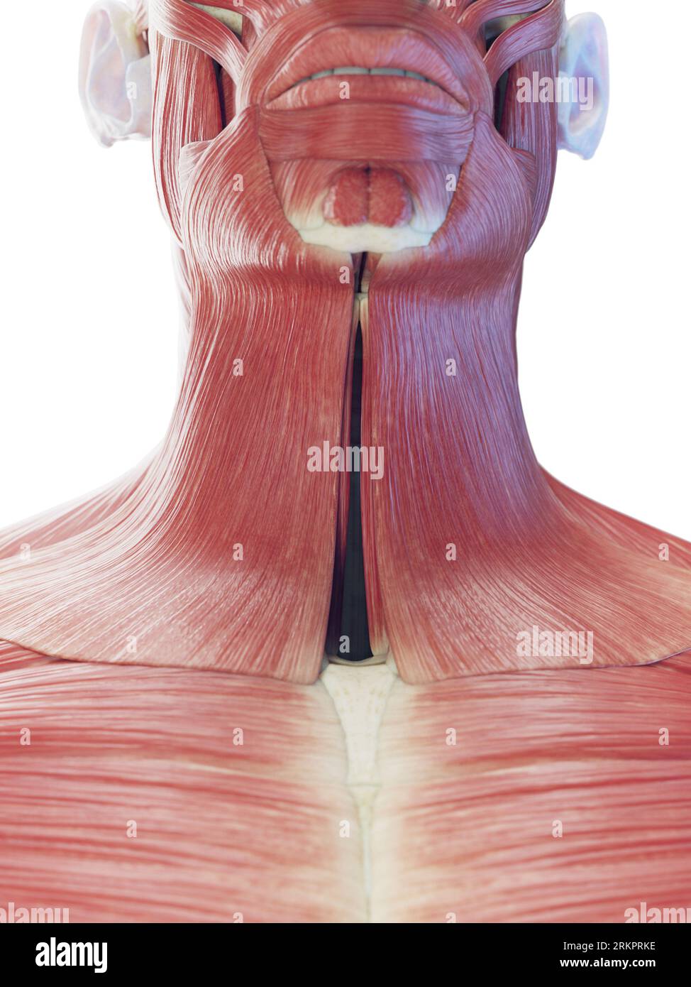 Man pecs muscles hi-res stock photography and images - Alamy