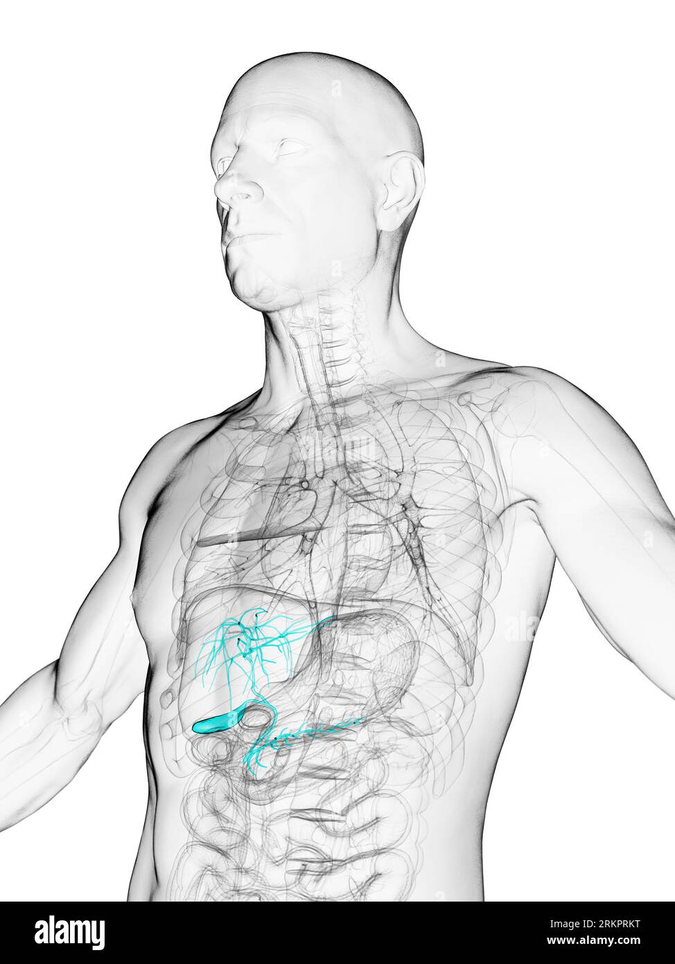 Gall bladder human transparent organ hi-res stock photography and ...