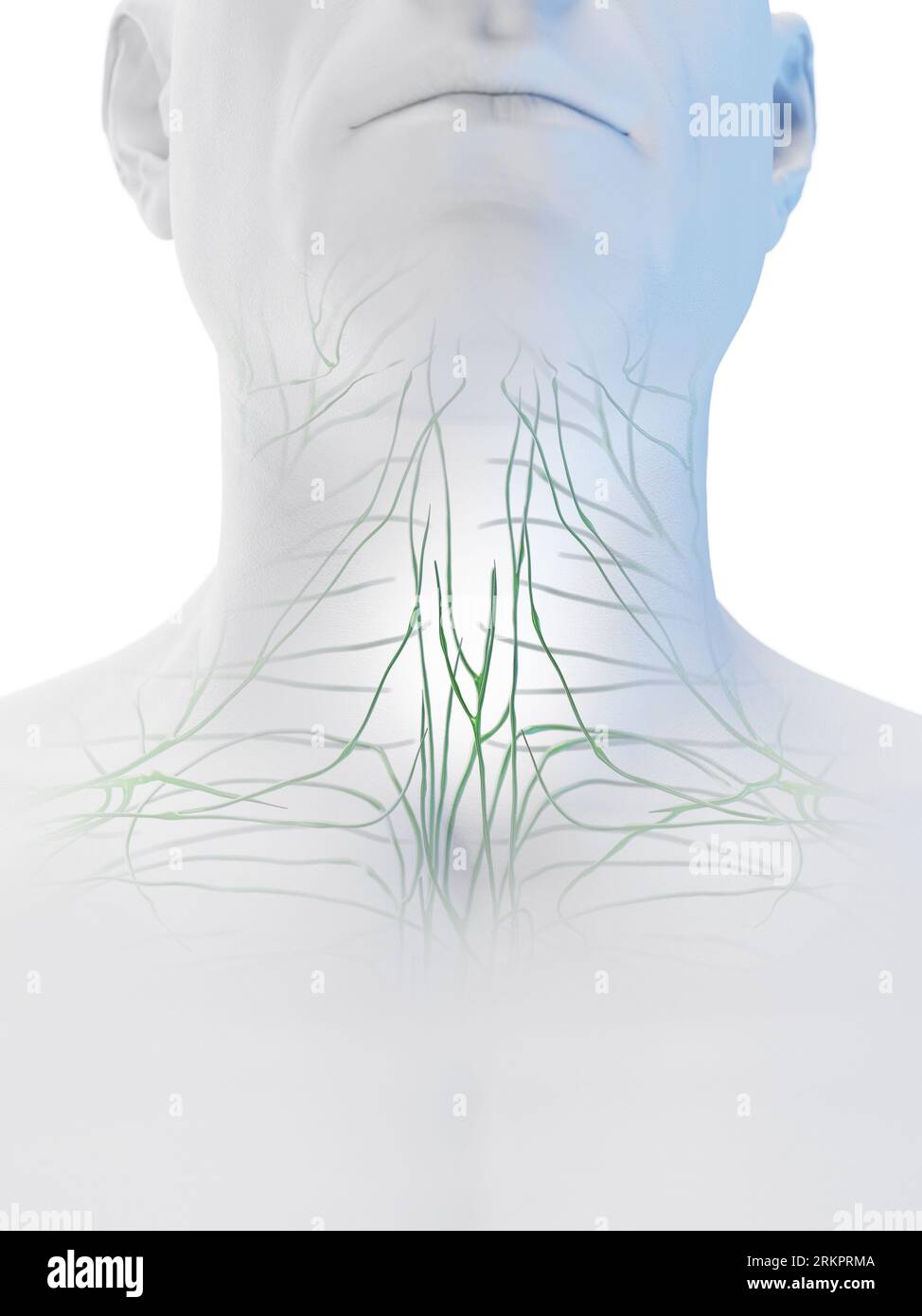 Lymphatic system of the neck, illustration Stock Photo - Alamy