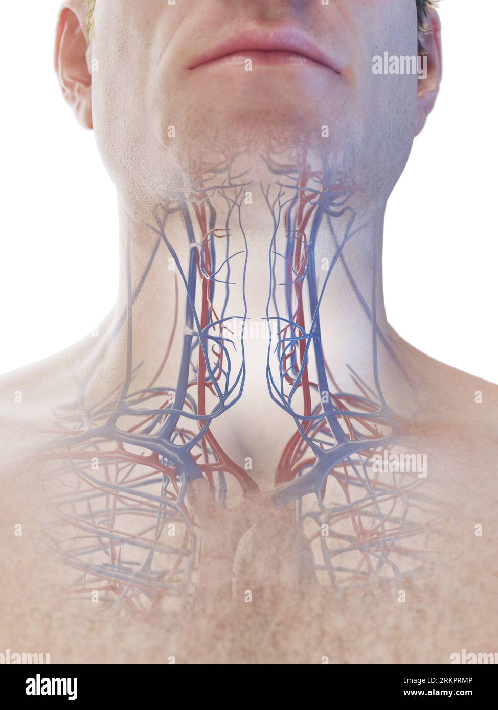 Vascular system of the neck, illustration Stock Photo - Alamy