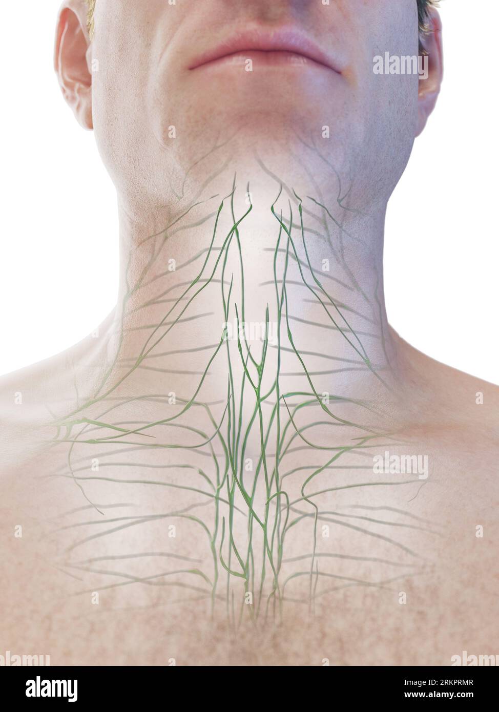 Lymphatic system of the neck, illustration Stock Photo - Alamy