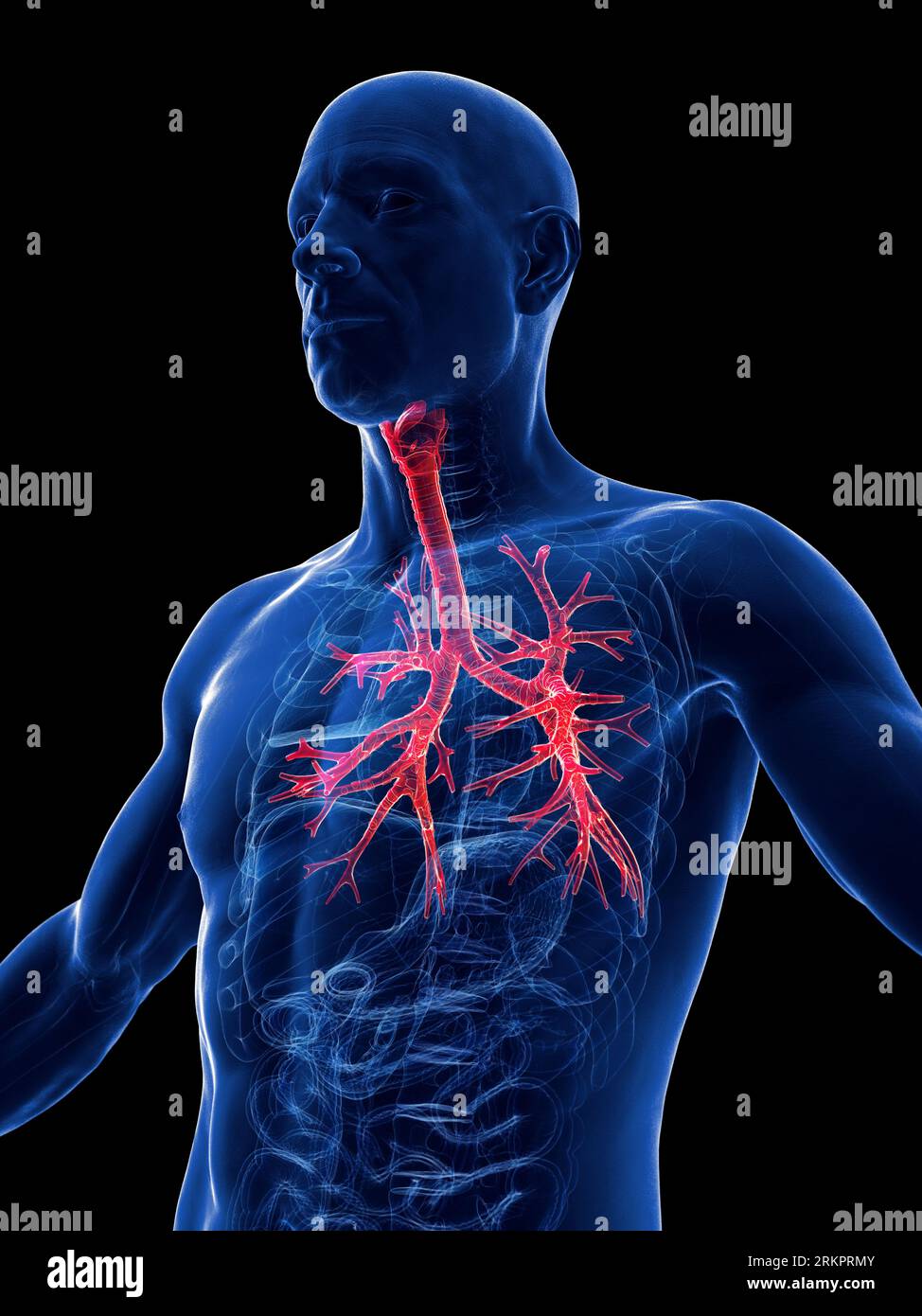 Carina trachea hi-res stock photography and images - Alamy