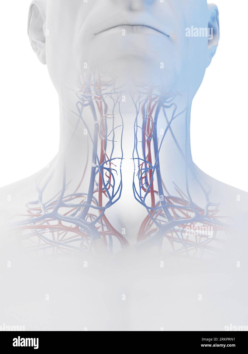 Vascular system of the neck, illustration Stock Photo - Alamy