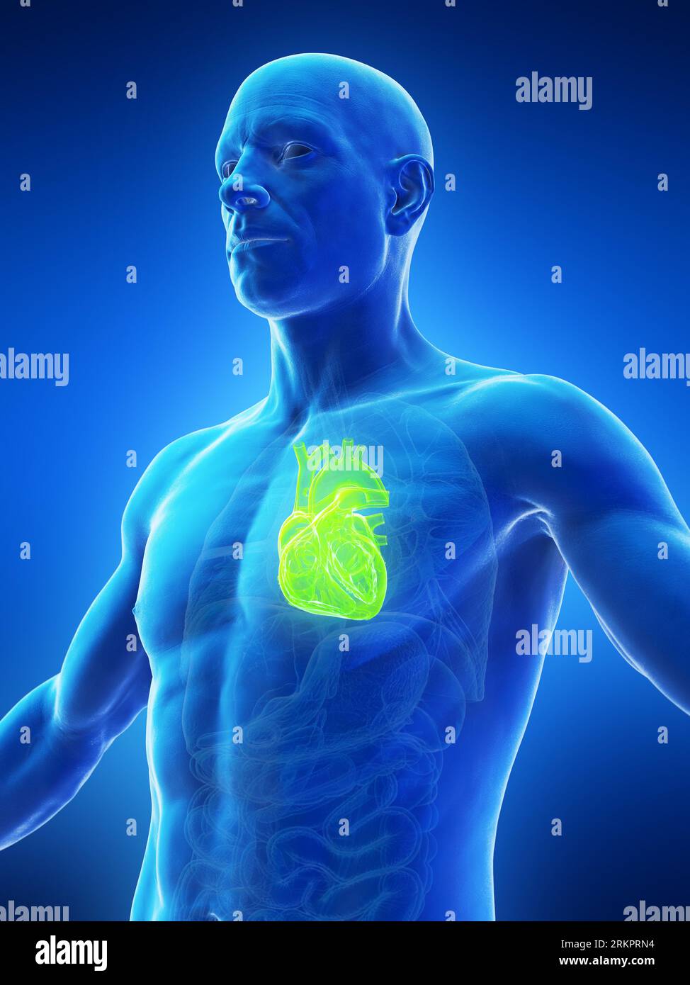 Cardiac apex hi-res stock photography and images - Alamy