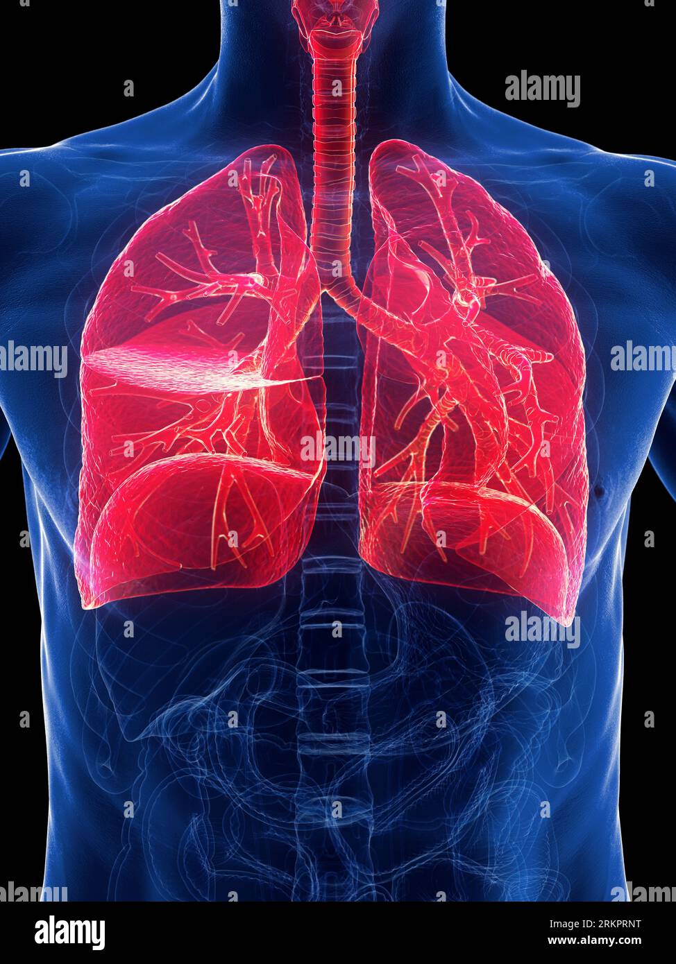 Respiratory system, illustration Stock Photo - Alamy