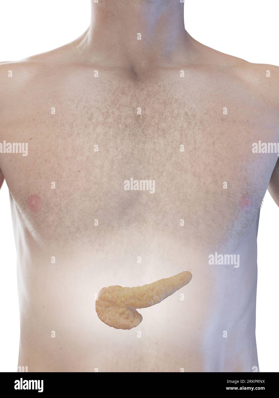 Pancreas exocrine and endocrine hi-res stock photography and images - Alamy