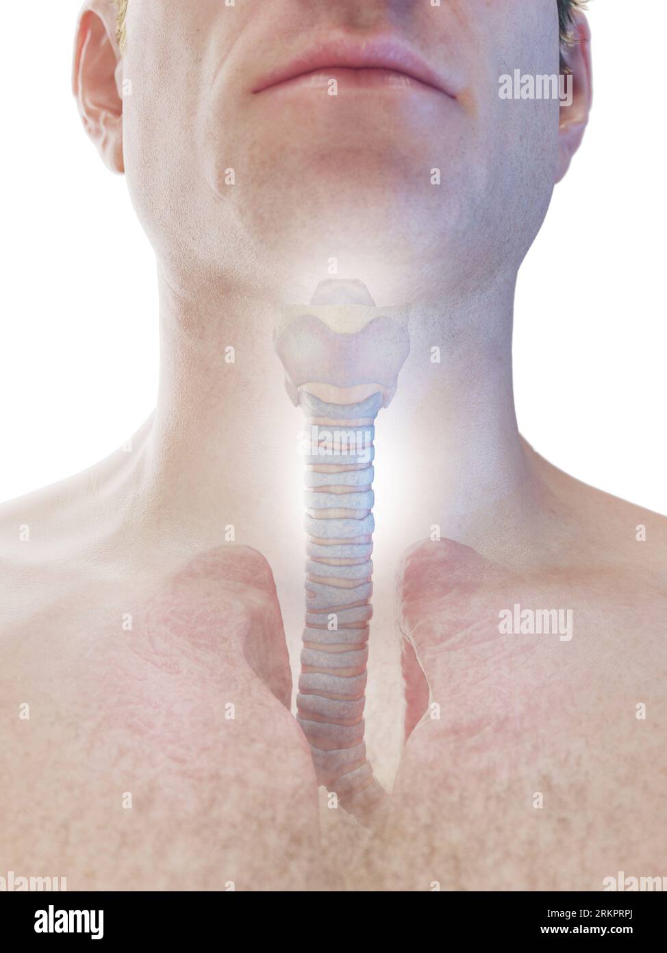 Tracheal cartilage hi-res stock photography and images - Alamy