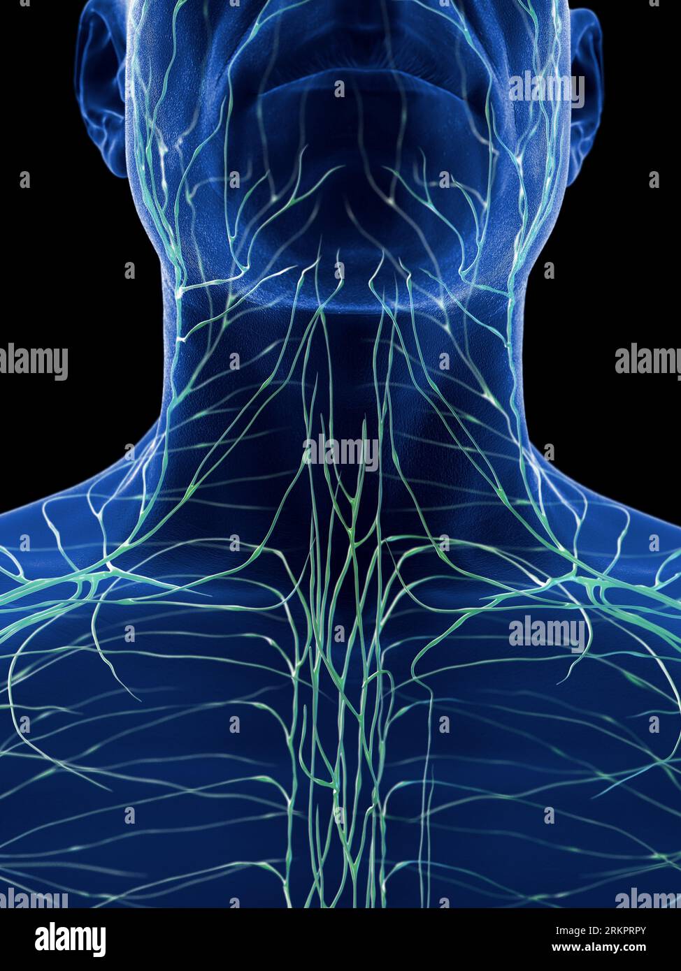 Lymphatic system of the neck, illustration Stock Photo - Alamy