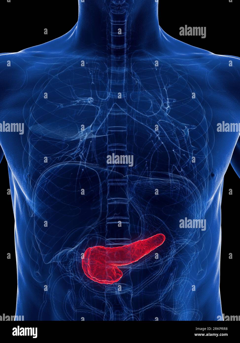 Pancreas enzymes hi-res stock photography and images - Alamy