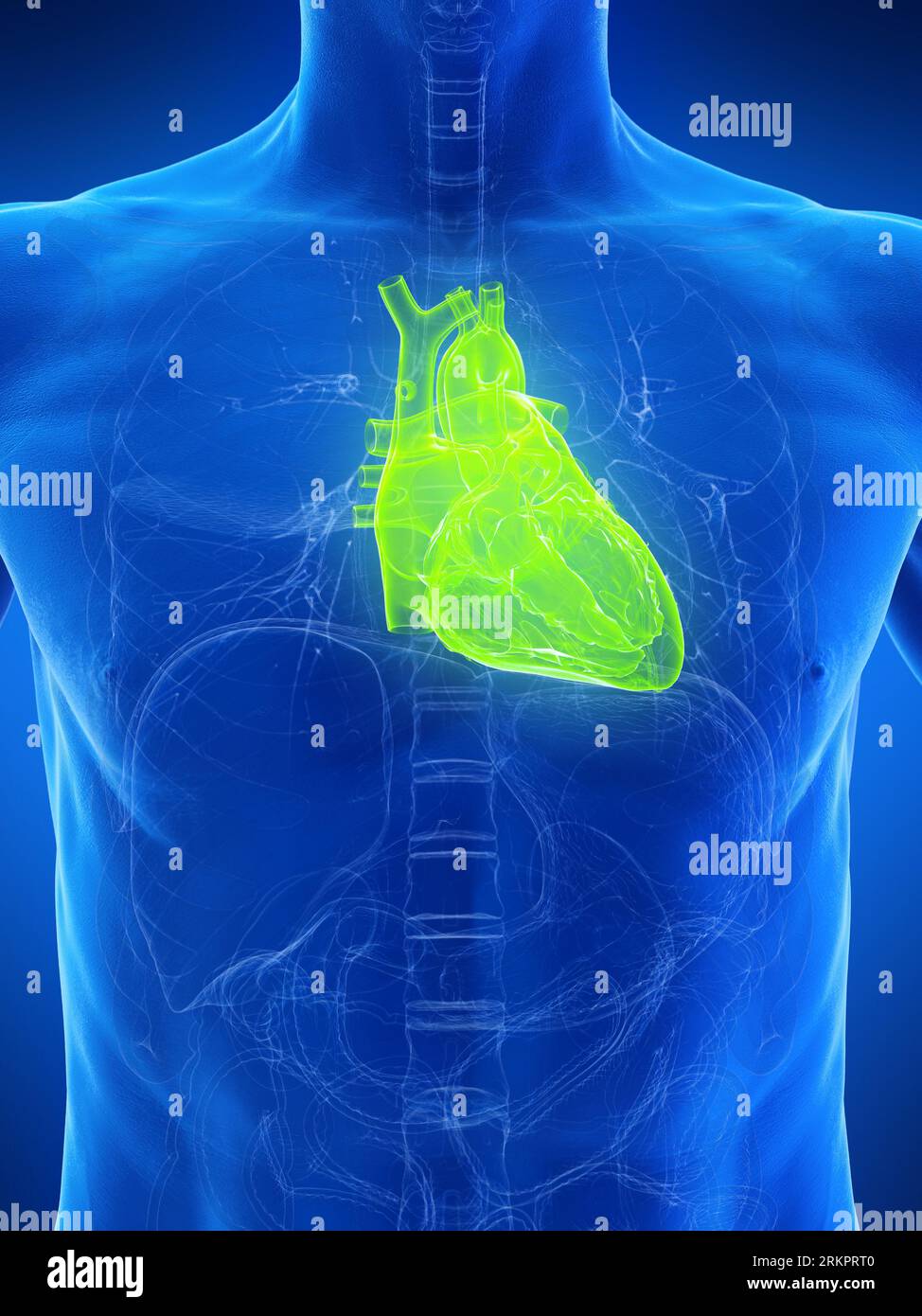 Cardiac apex hi-res stock photography and images - Alamy
