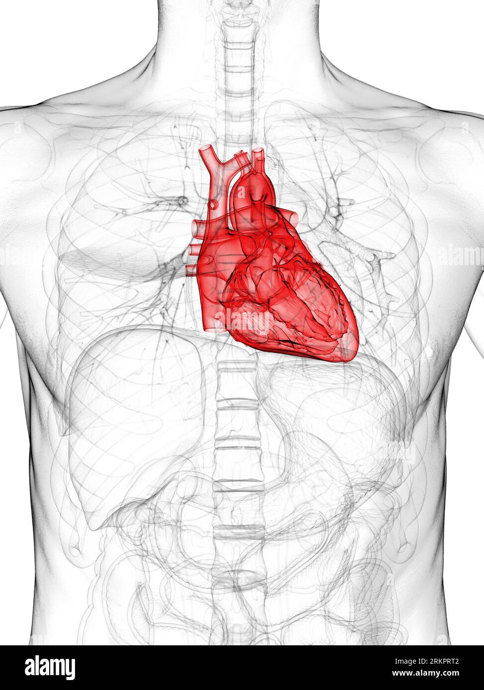 Cardiac apex hi-res stock photography and images - Alamy