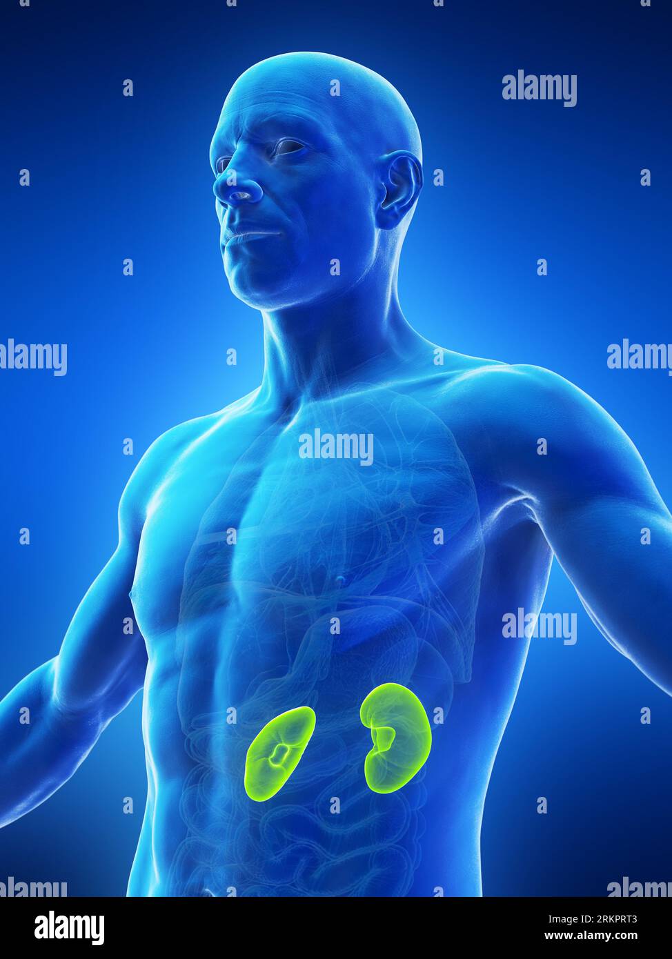 Anatomy human male kidneys transparent hi-res stock photography and ...