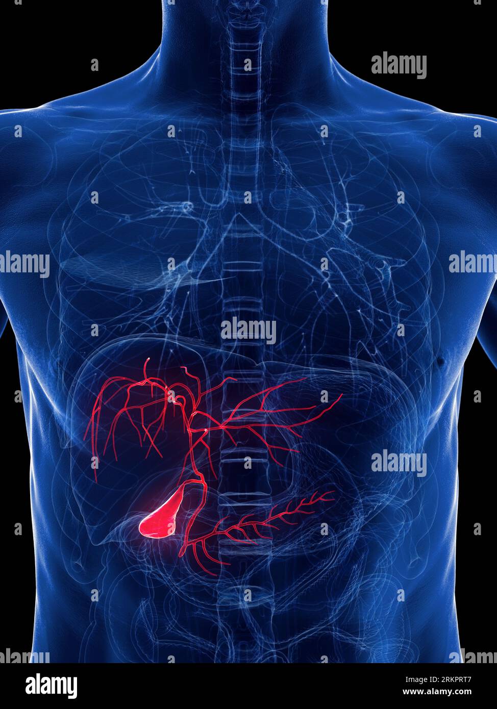 Gall bladder human transparent organ hi-res stock photography and ...