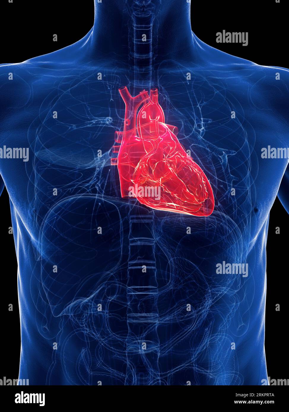 Cardiac apex hi-res stock photography and images - Alamy