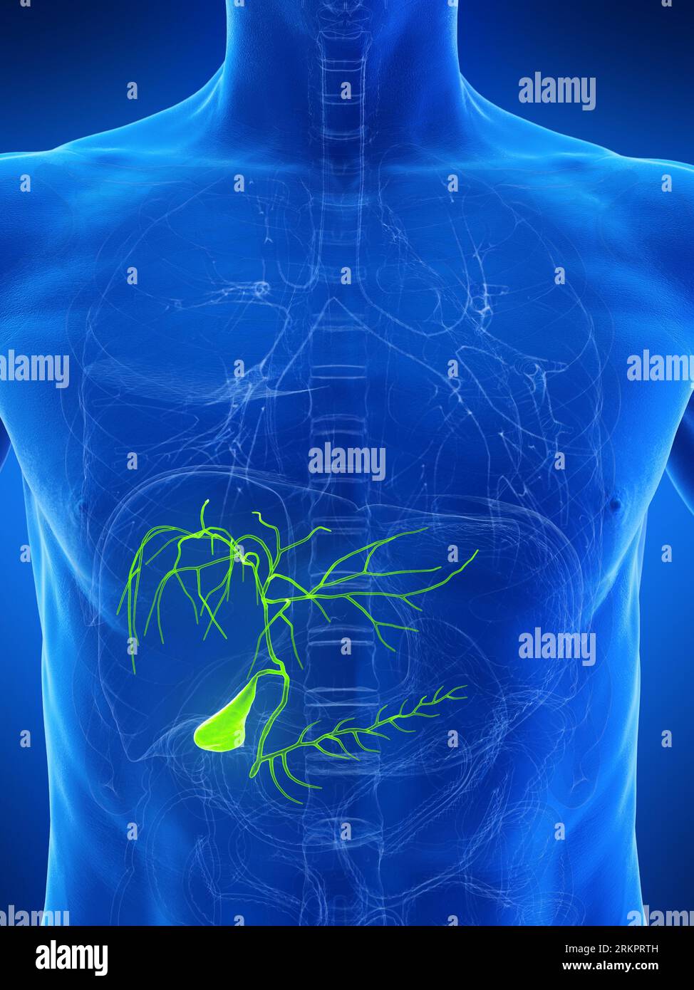 Gall bladder human transparent organ hi-res stock photography and ...