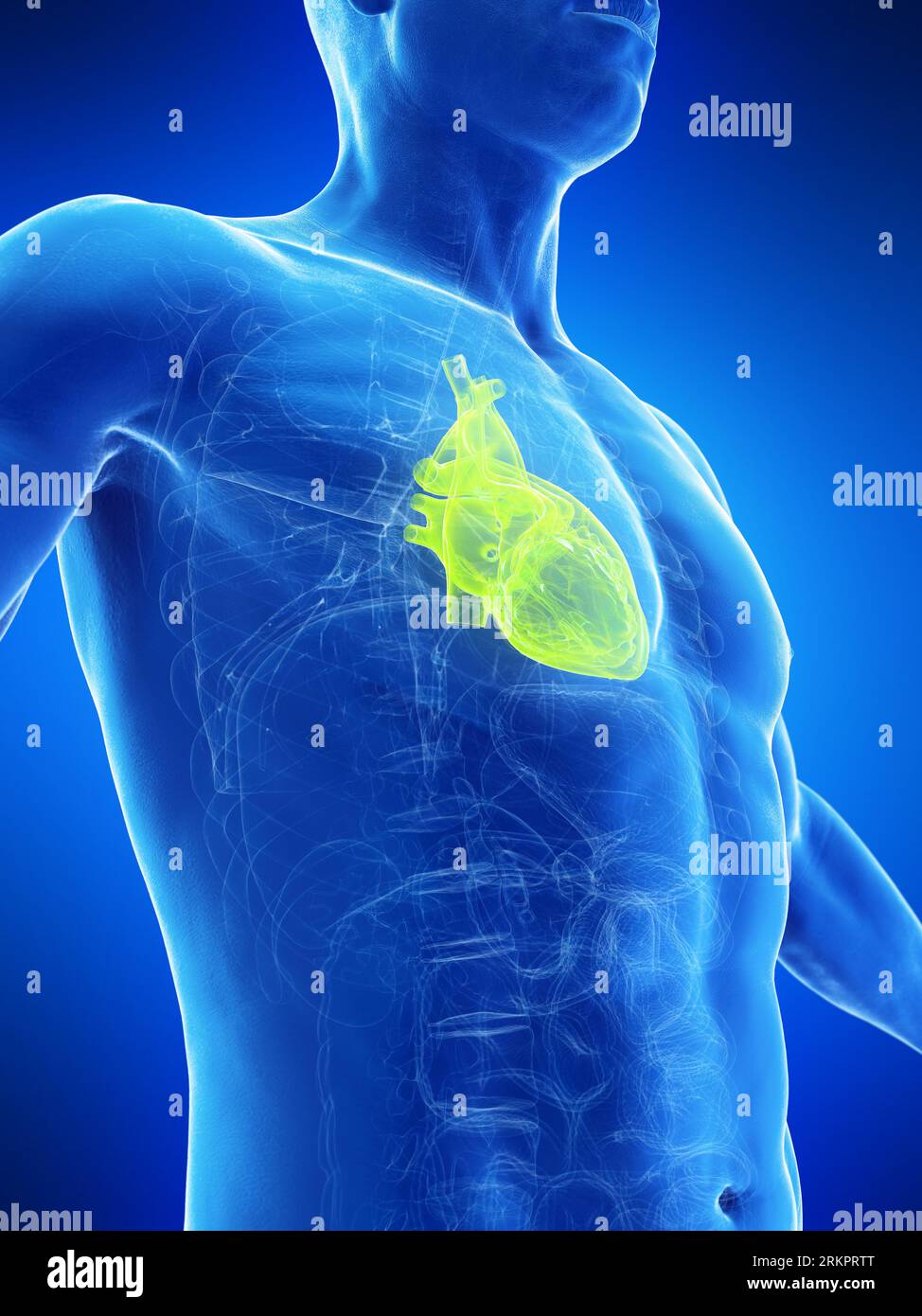 Cardiac apex hi-res stock photography and images - Alamy