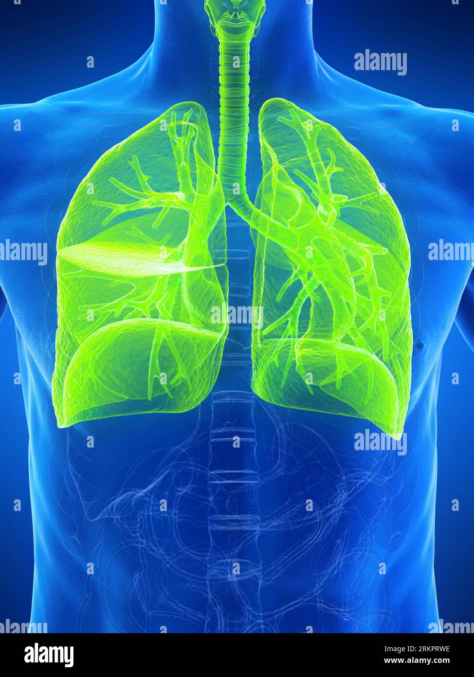 Respiratory system, illustration Stock Photo - Alamy