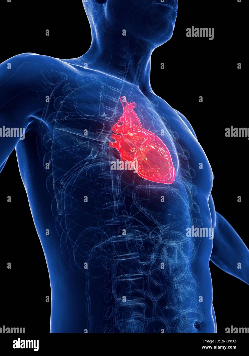 Cardiac apex hi-res stock photography and images - Alamy