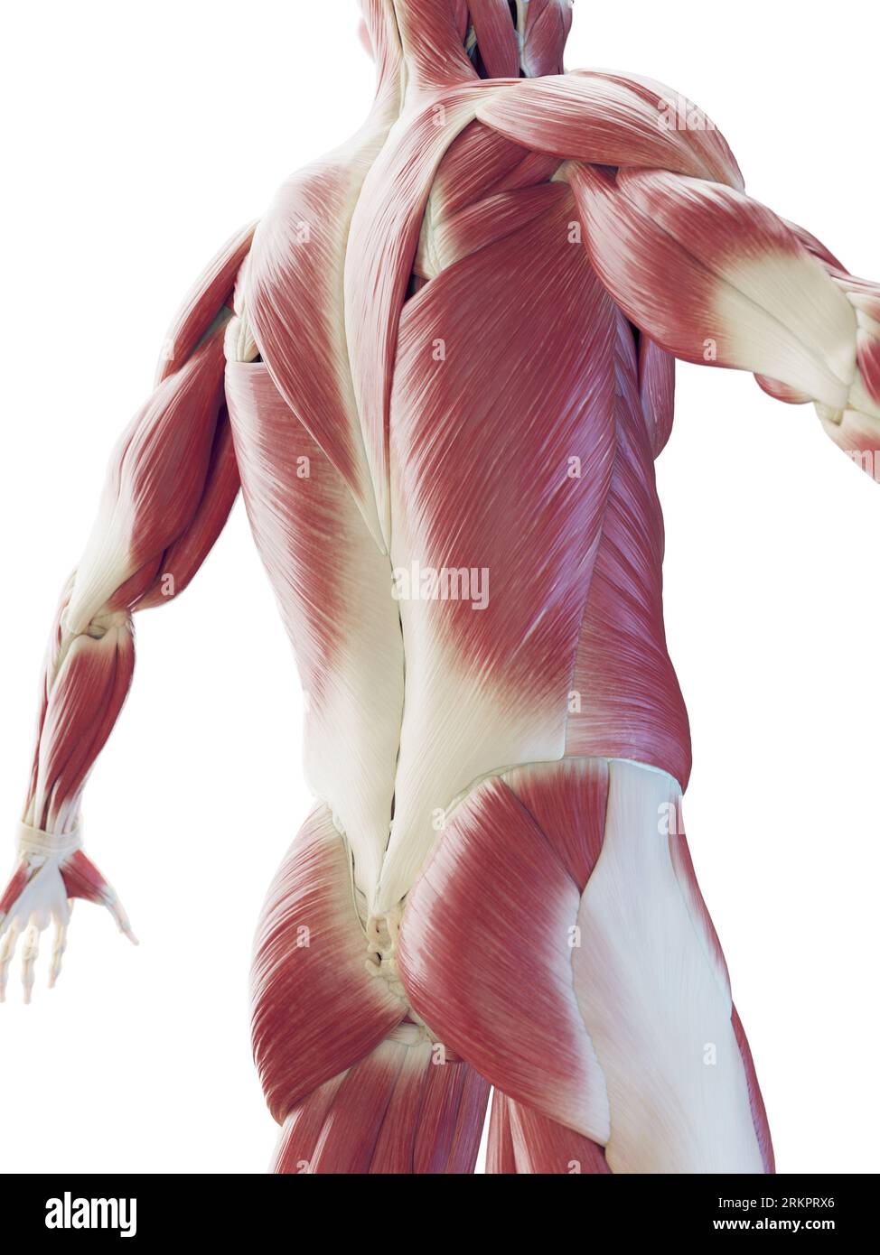 Muscular system of the back, illustration Stock Photo - Alamy