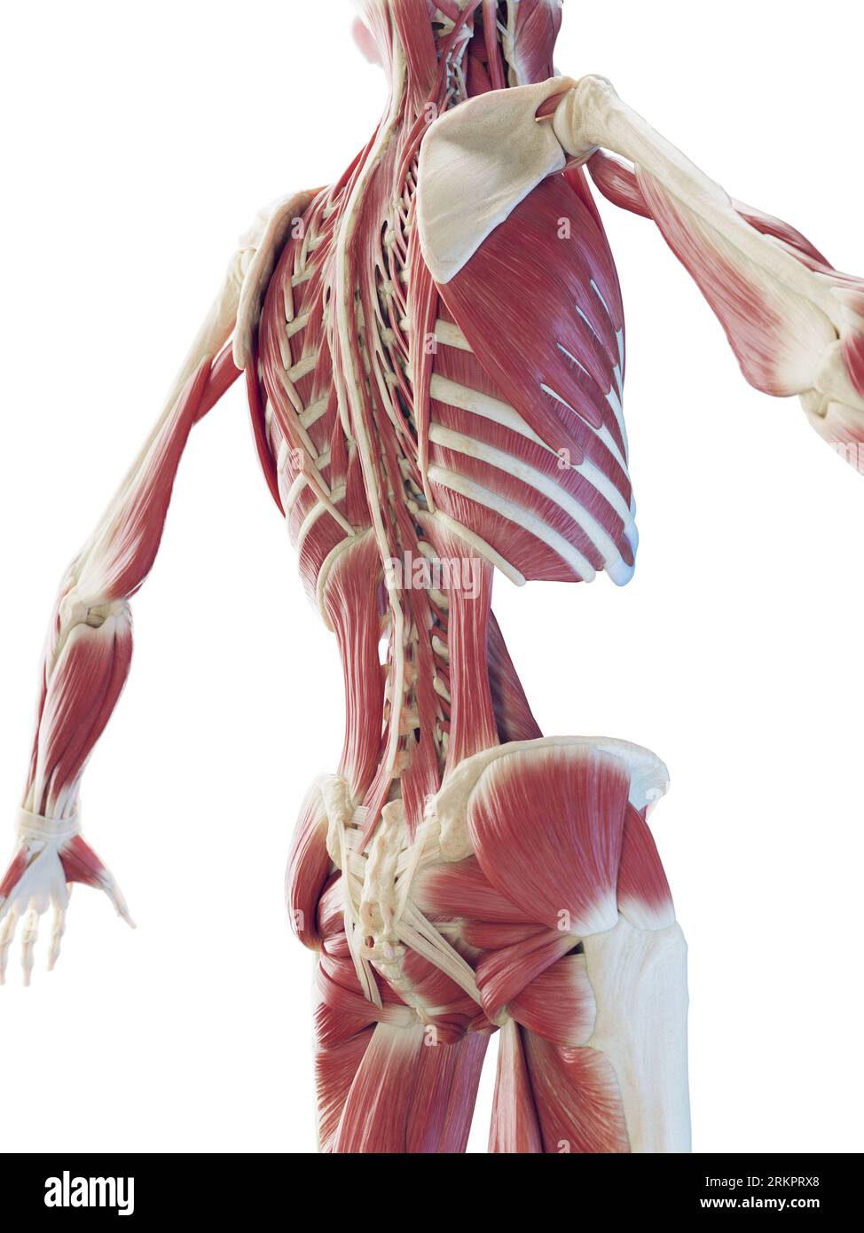 Muscular system of the back, illustration Stock Photo - Alamy