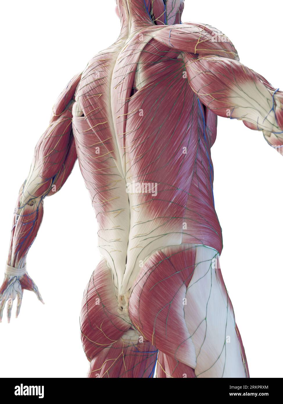 Muscular system of the back, illustration Stock Photo - Alamy