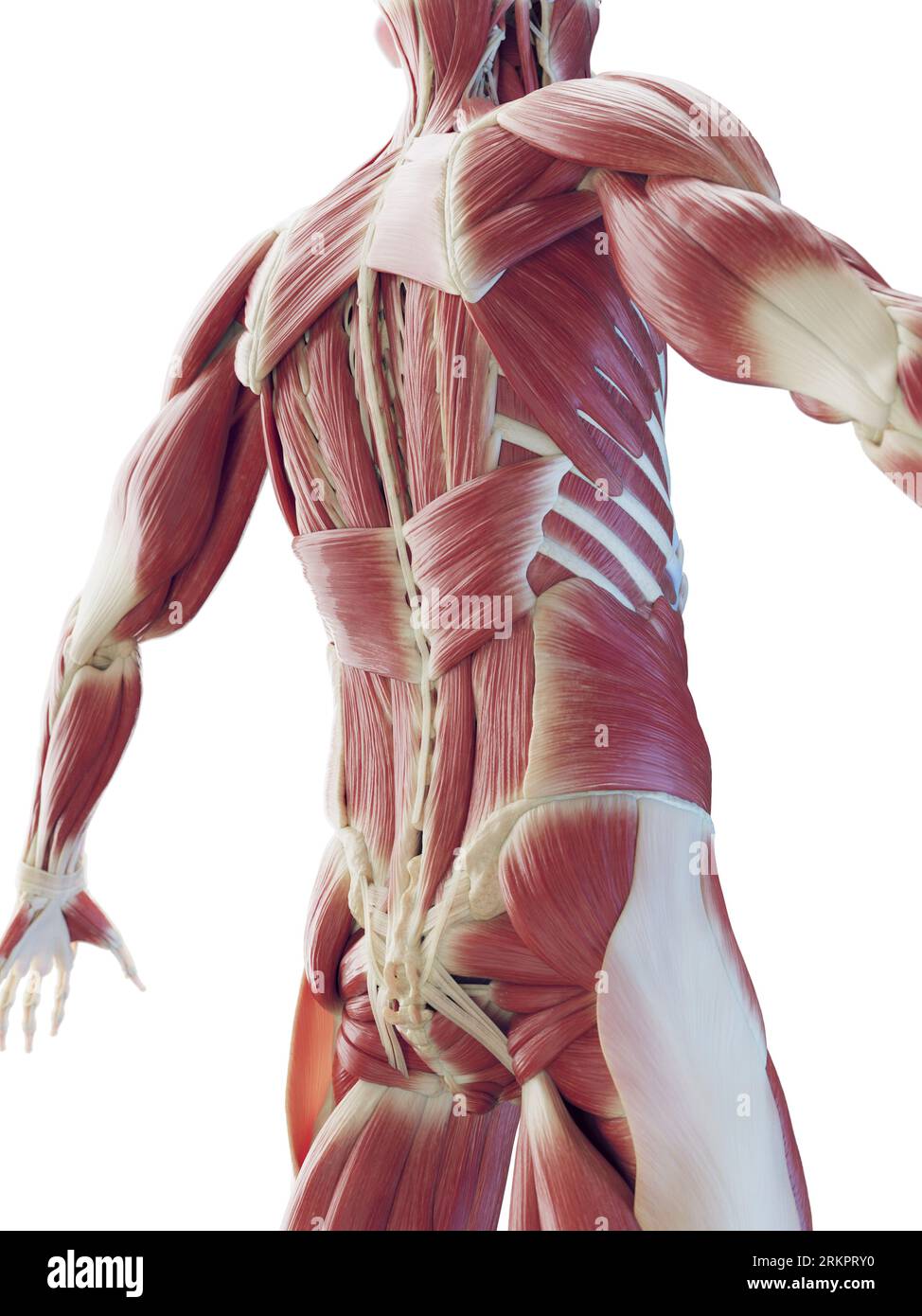 Erector spinae muscles hi-res stock photography and images - Alamy