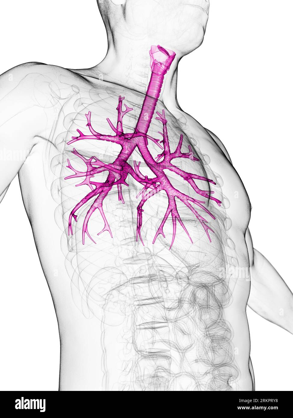 Bronchial tree hi-res stock photography and images - Alamy