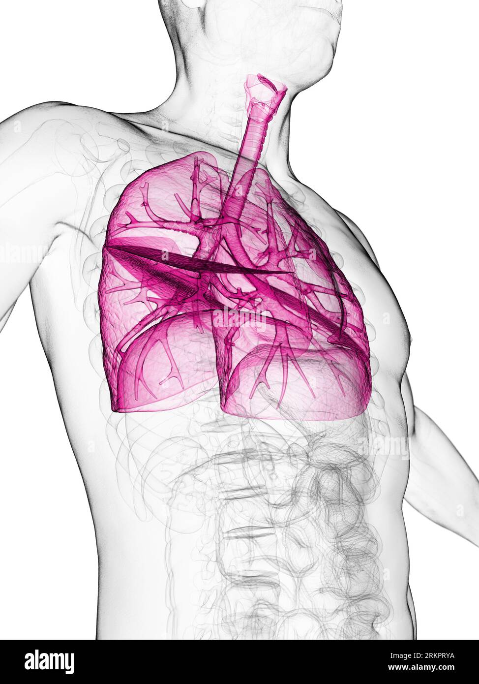 Respiratory system, illustration Stock Photo - Alamy