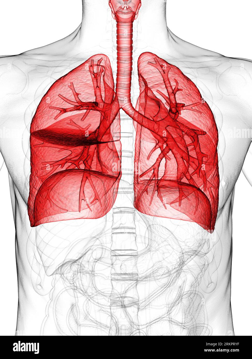 Respiratory system, illustration Stock Photo - Alamy