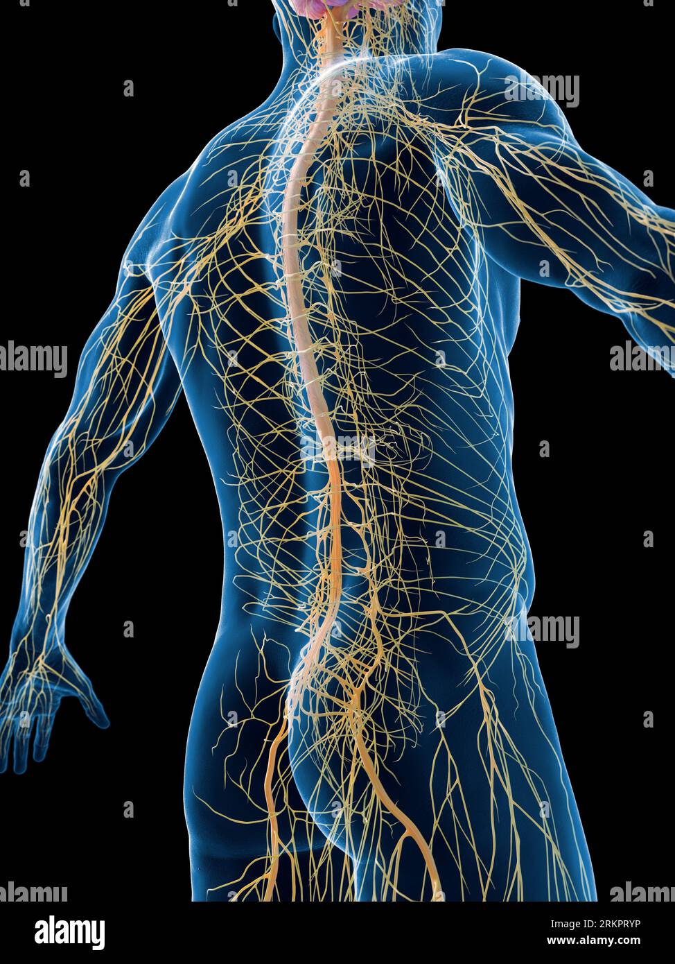 Nervous system, illustration Stock Photo - Alamy