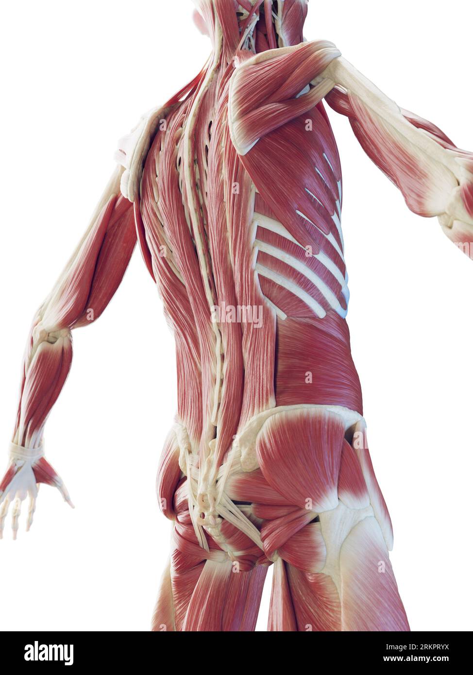 Muscular system of the back, illustration Stock Photo - Alamy